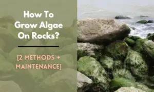 How to Grow Algae on Rocks? [2 Methods + Maintenance] - Home Forestry