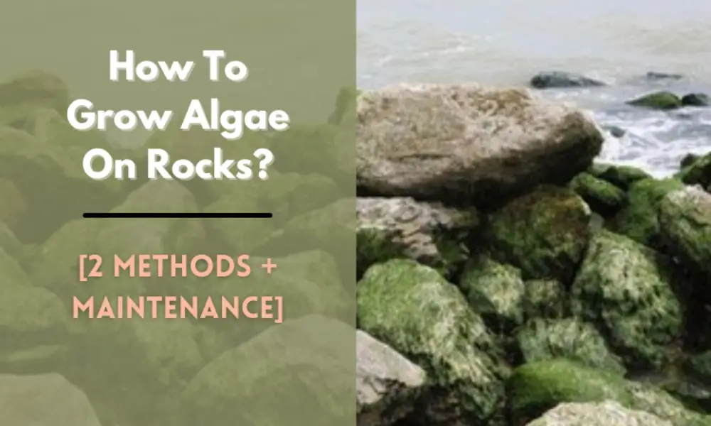 How To Grow Algae On Rocks 2 Methods Maintenance Home Forestry