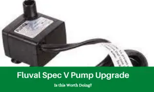 Fluval Spec V Pump Upgrade: Is this Worth Doing? - Home Forestry