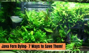 Java Fern Dying - 7 Ways to Save Them! - Home Forestry