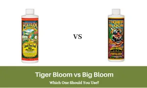 Tiger Bloom vs Big Bloom: Which One Should You Use - Home Forestry