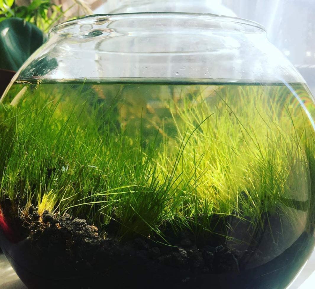 Micro Sword vs Dwarf Hairgrass [9 Factors Compared] - Home Forestry