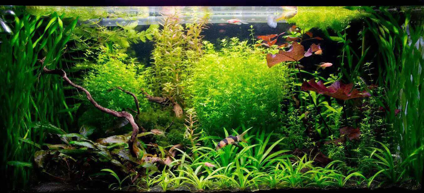 DIY Gh Booster: Easy Recipe - Home Forestry